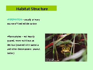 Habitat Structure